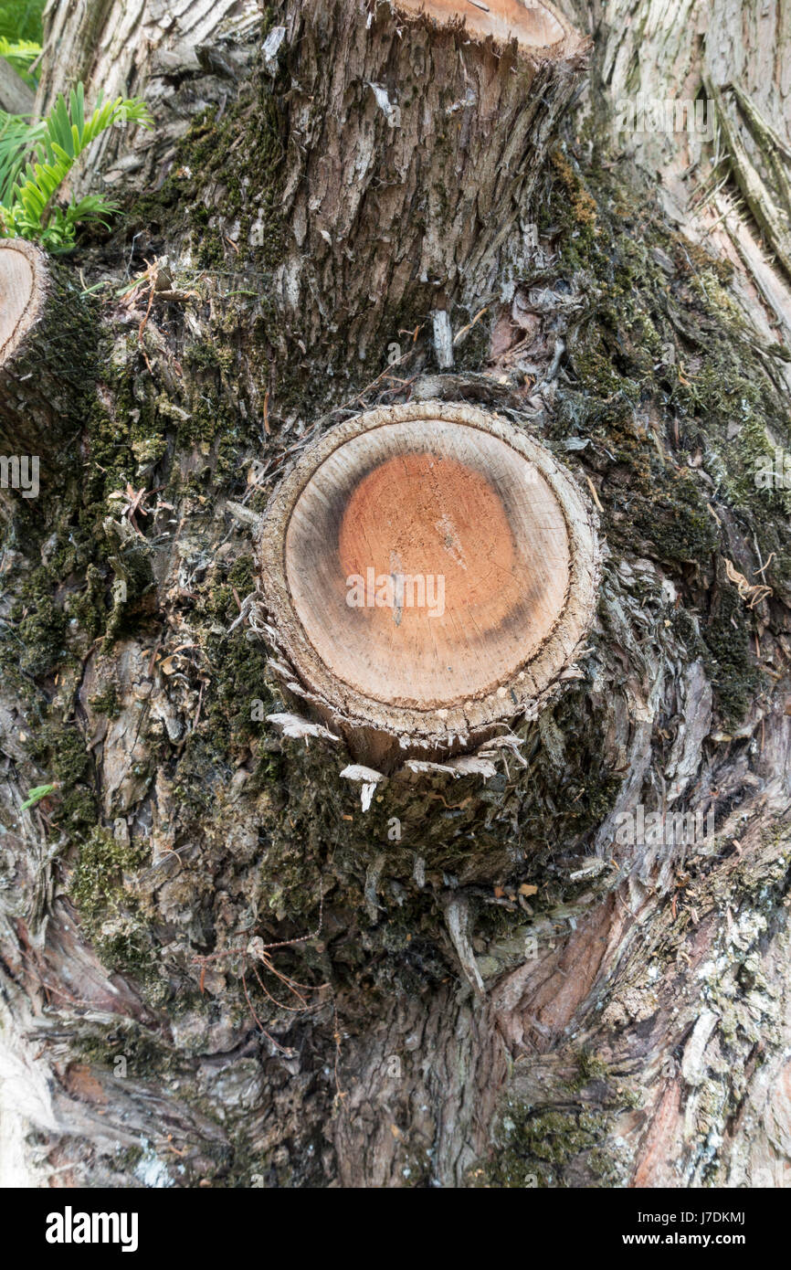 end of sawn branch on tree Stock Photo - Alamy