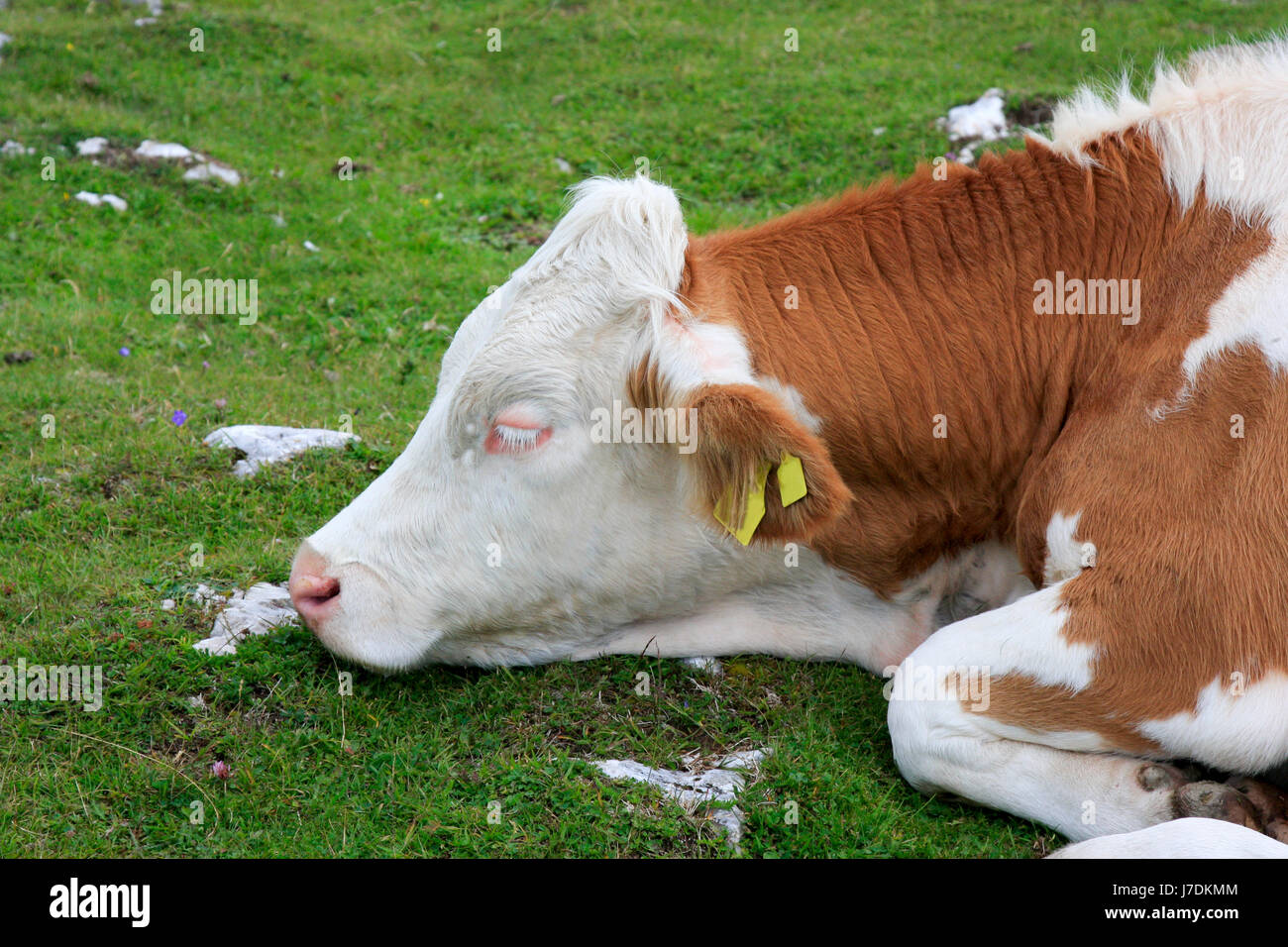 Cow sleeping hi-res stock photography and images - Alamy