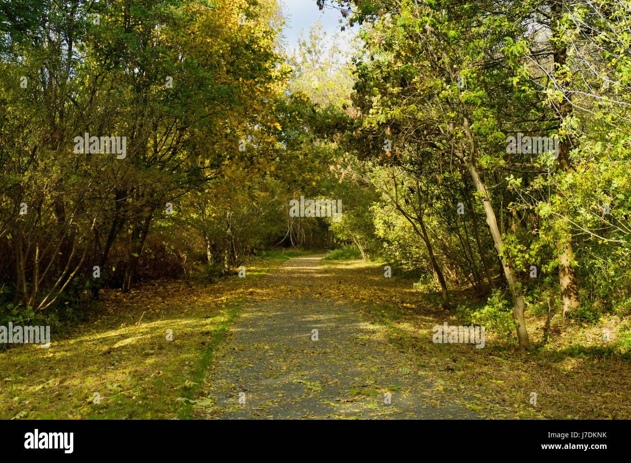 park leaves pathway foliage nature fall autumn sport sports tree trees ...