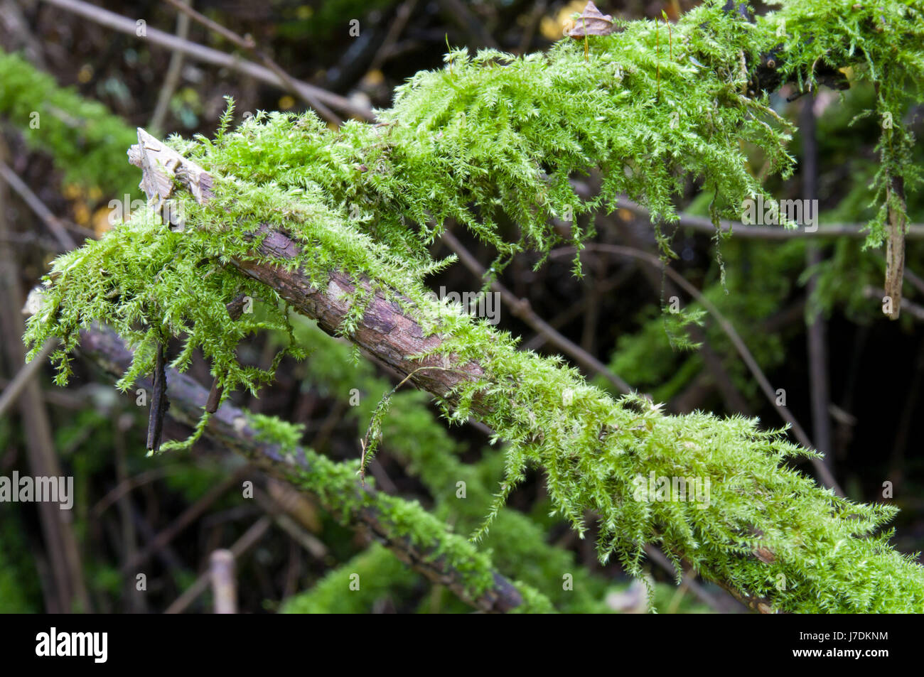 moss meadow grass lawn green nature macro close-up macro admission ...