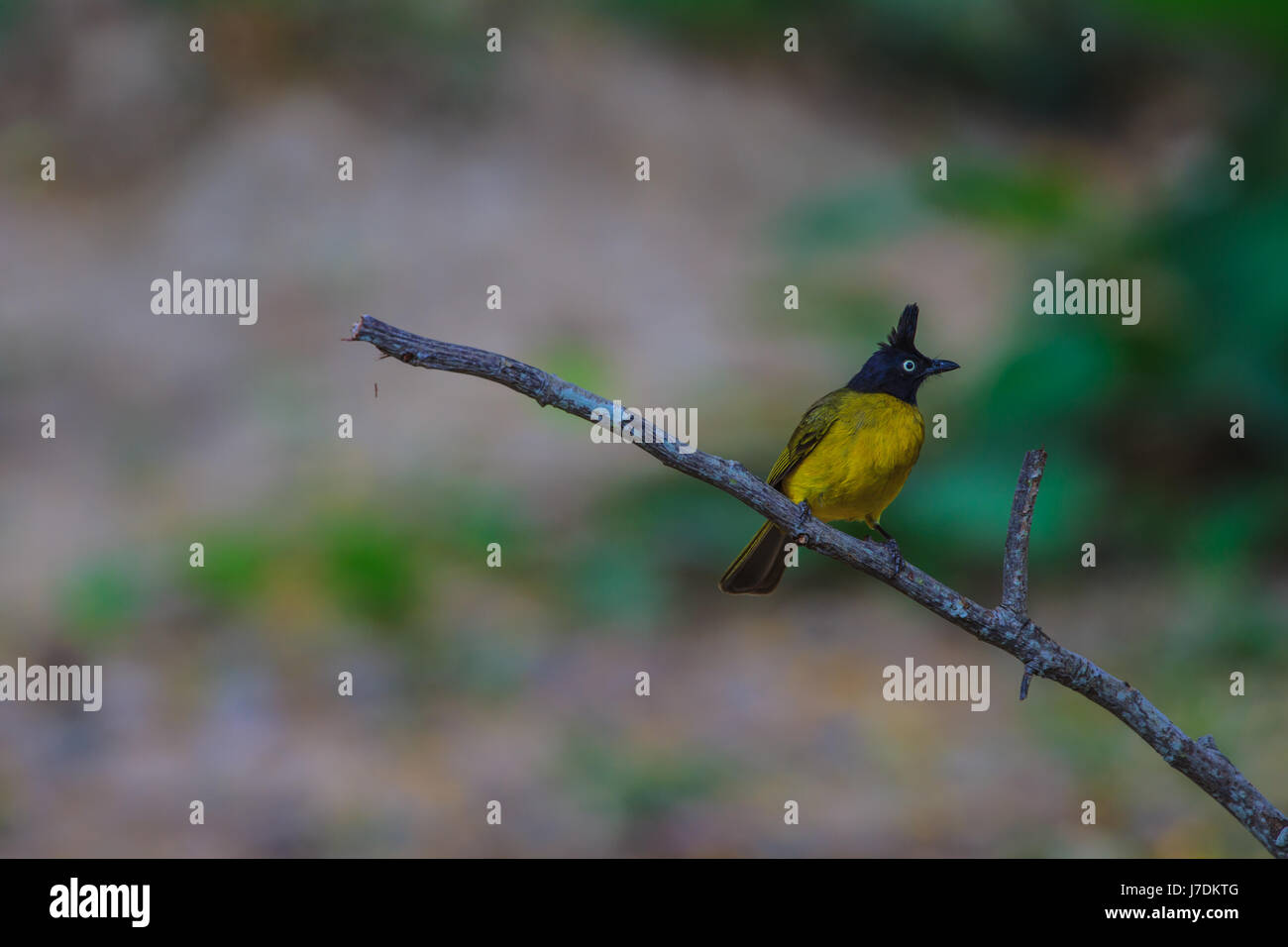 Beautiful bird Black-crested Bulbul , Pycnonotus melanicterus perched ...