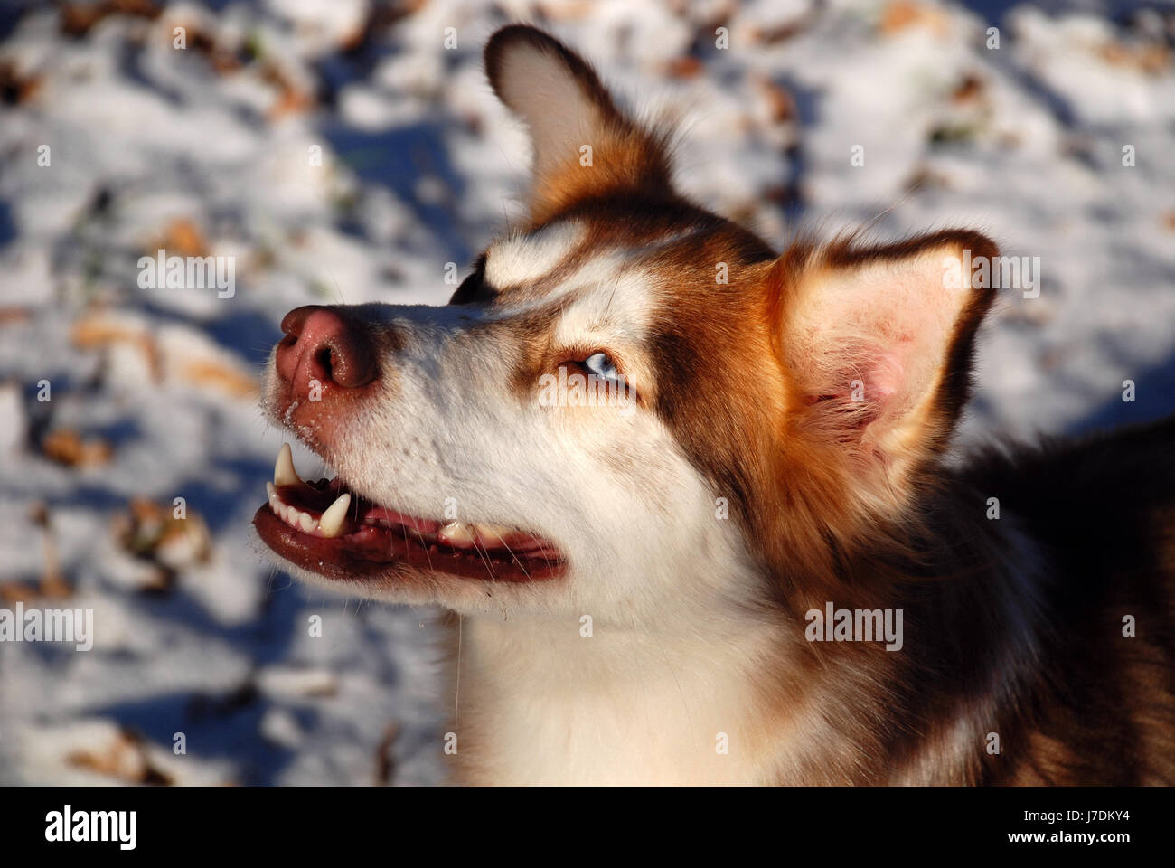 winter animal pet cold dog snow shine shines bright lucent light serene ...