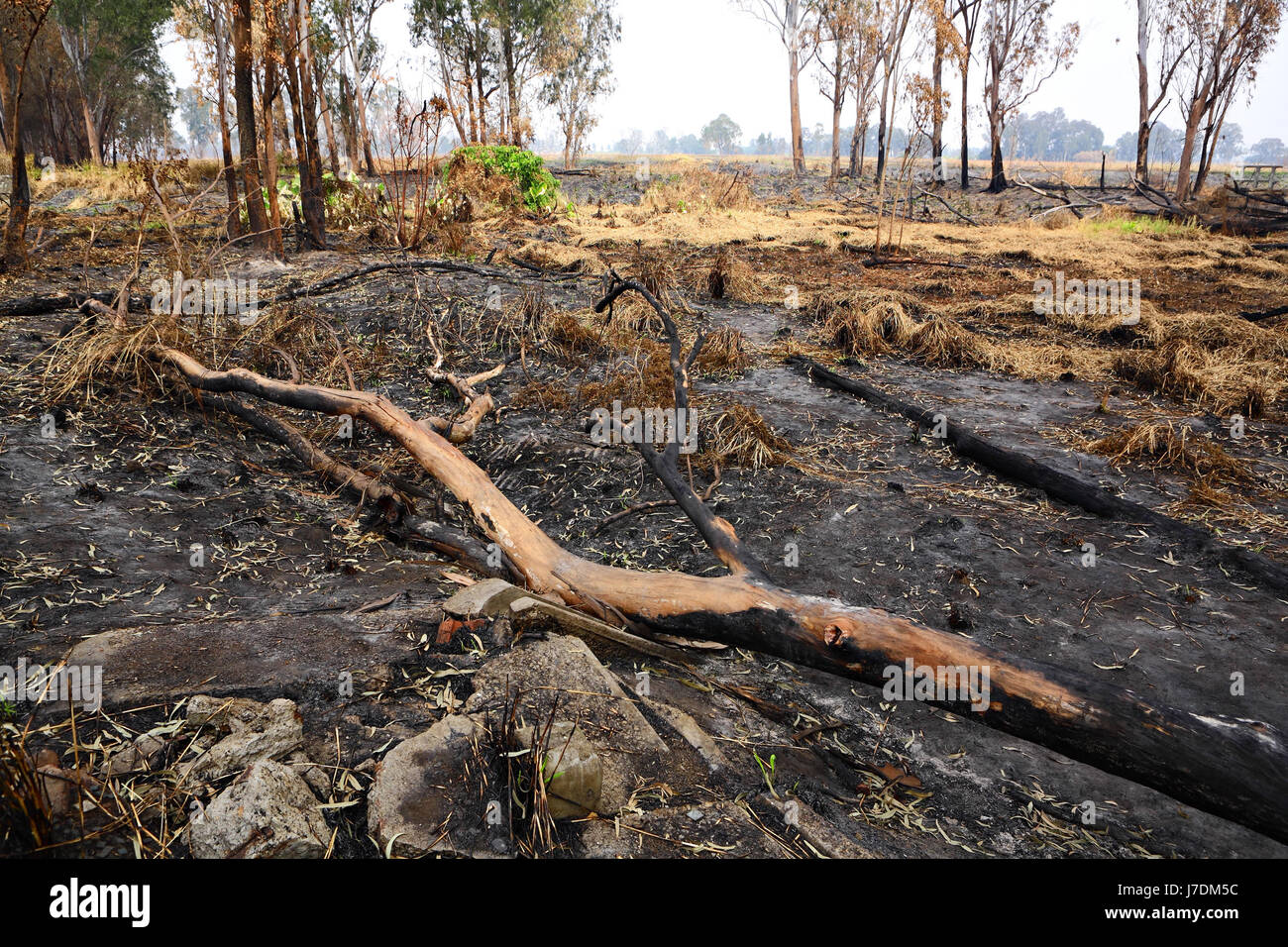 smoke smoking smokes fume danger environment enviroment closeup tree ...