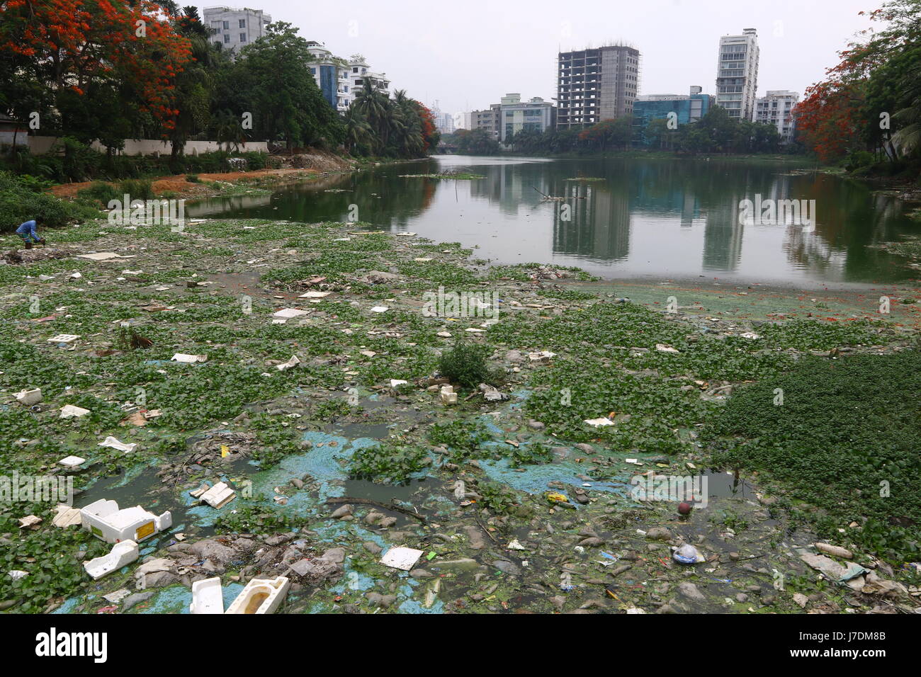 Dhaka 20 may 2017. Dhaka gulshan lake pollution shows water ...