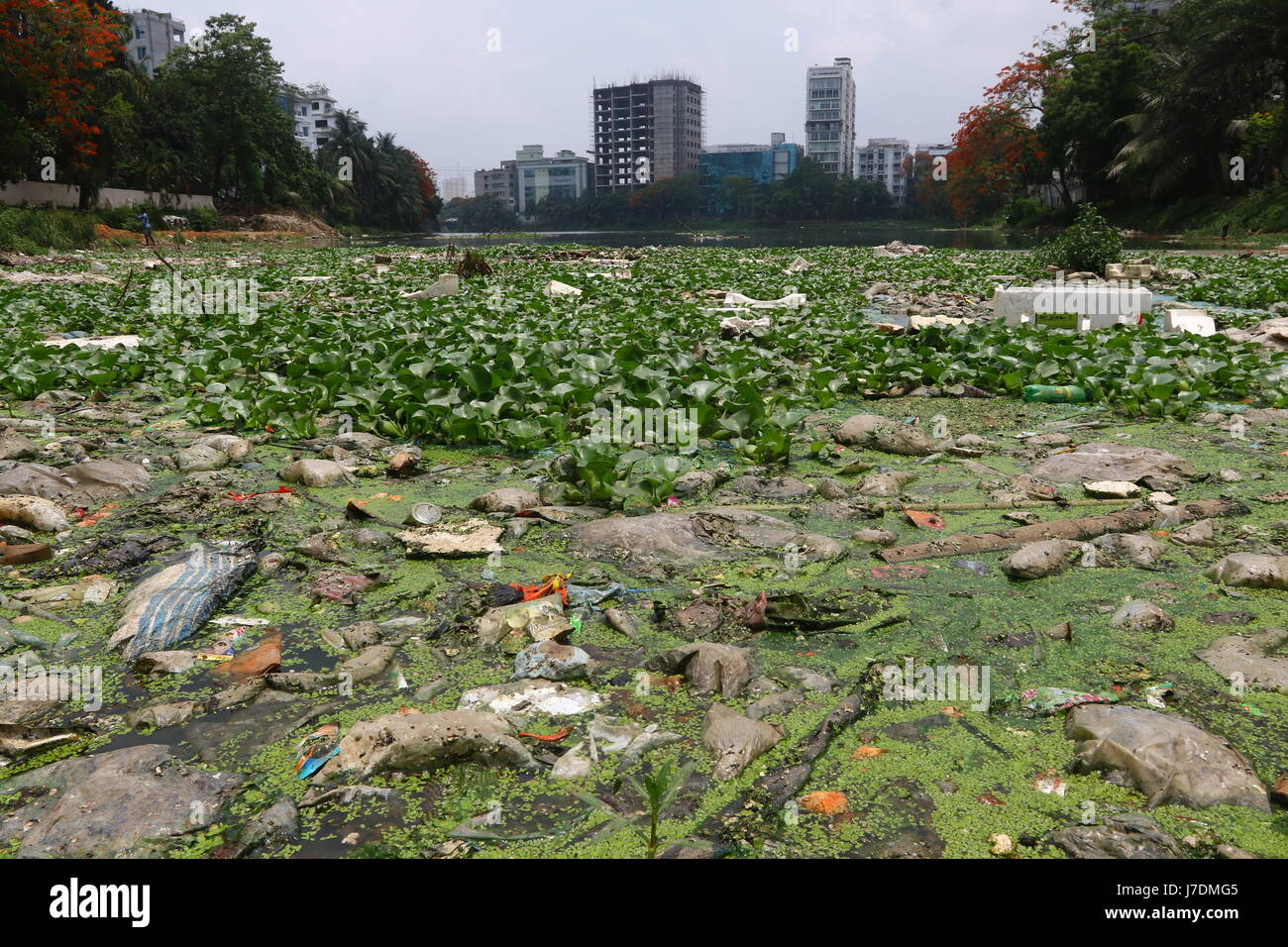 Dhaka 20 may 2017. Dhaka gulshan lake pollution shows water ...
