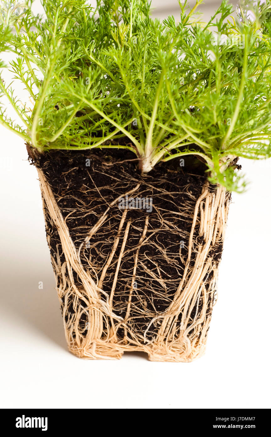 root rooted growth herb plant isolated closeup ground soil earth humus ...