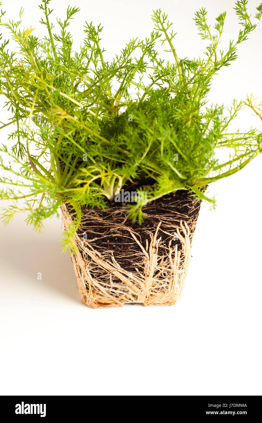 root rooted growth herb plant isolated closeup ground soil earth humus ...