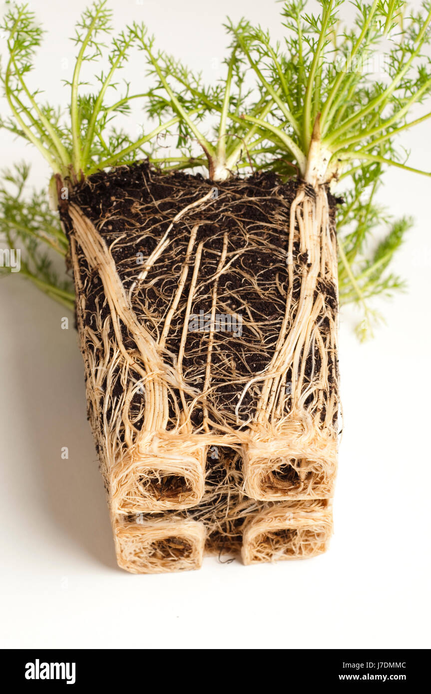 root rooted growth herb plant isolated closeup ground soil earth humus ...