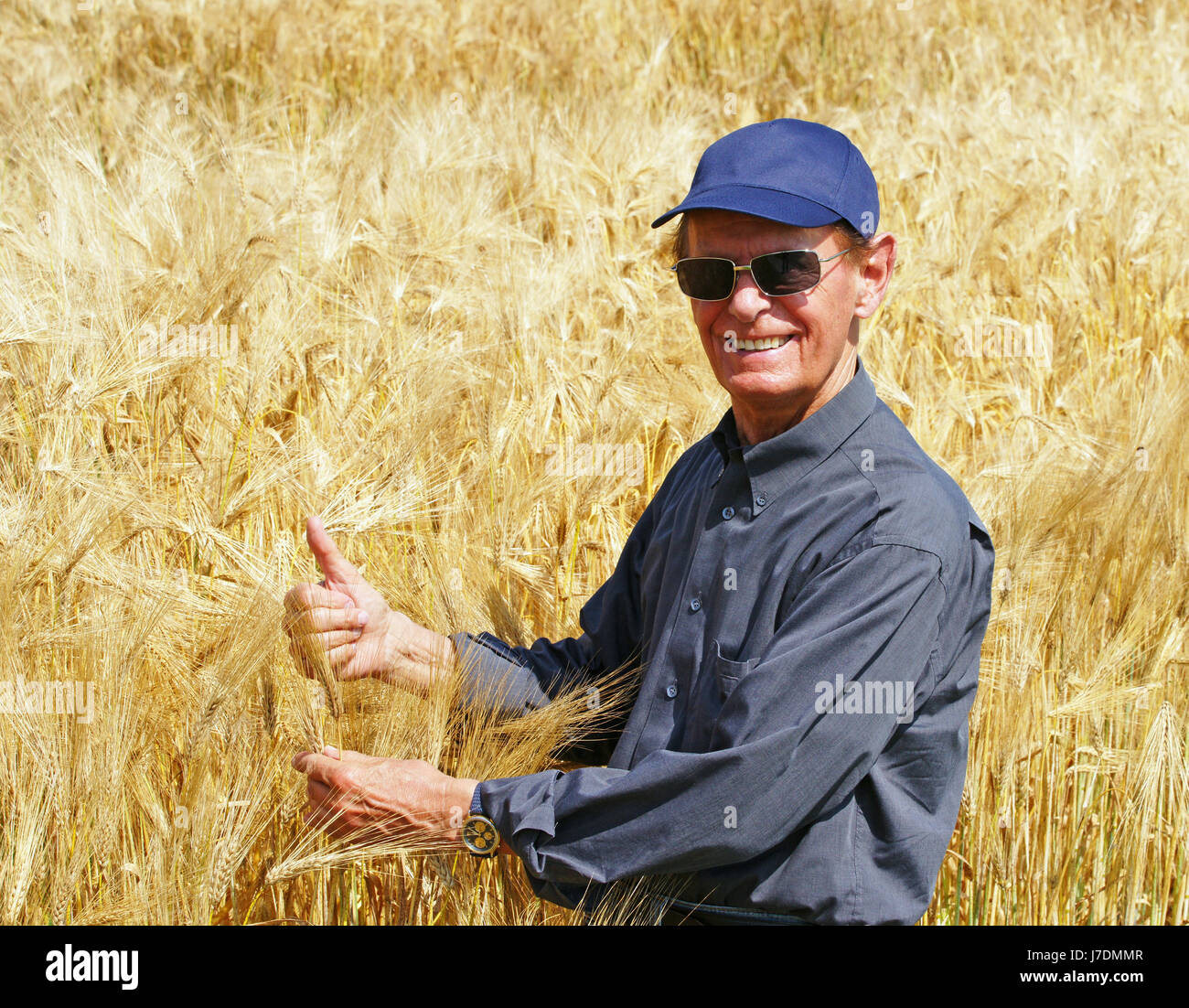 agriculture farming acre corn field ears farmer harvest grain cereal ...