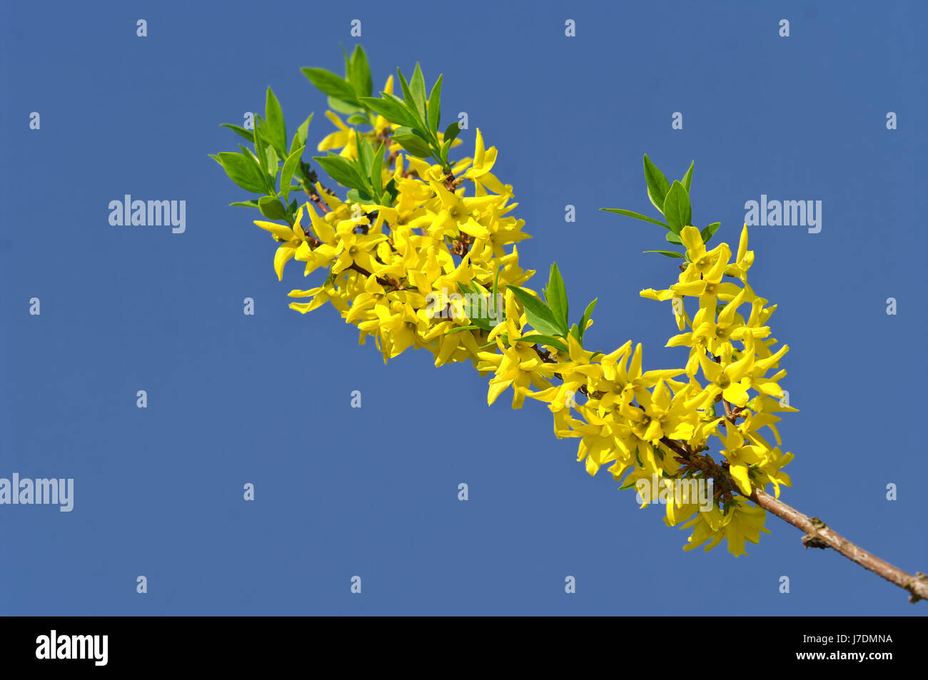 branch bush blue coloured colourful gorgeous multifarious richly ...