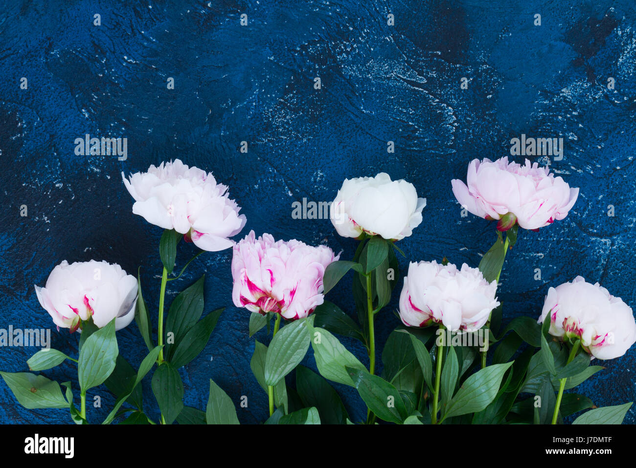 Fresh peonies on blue Stock Photo - Alamy