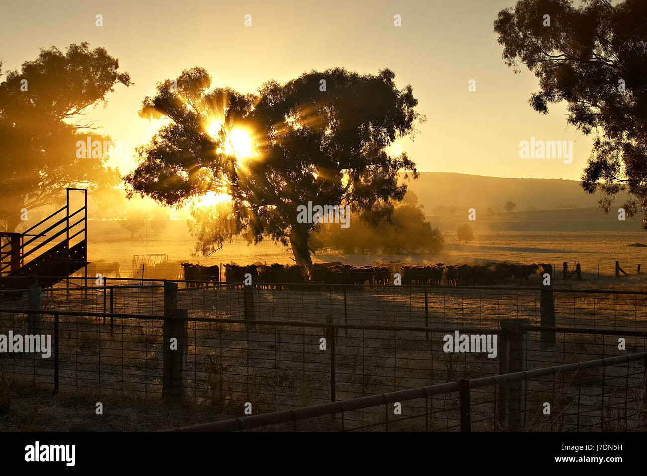tree trees animal agriculture farming sunrise australia photo camera ...