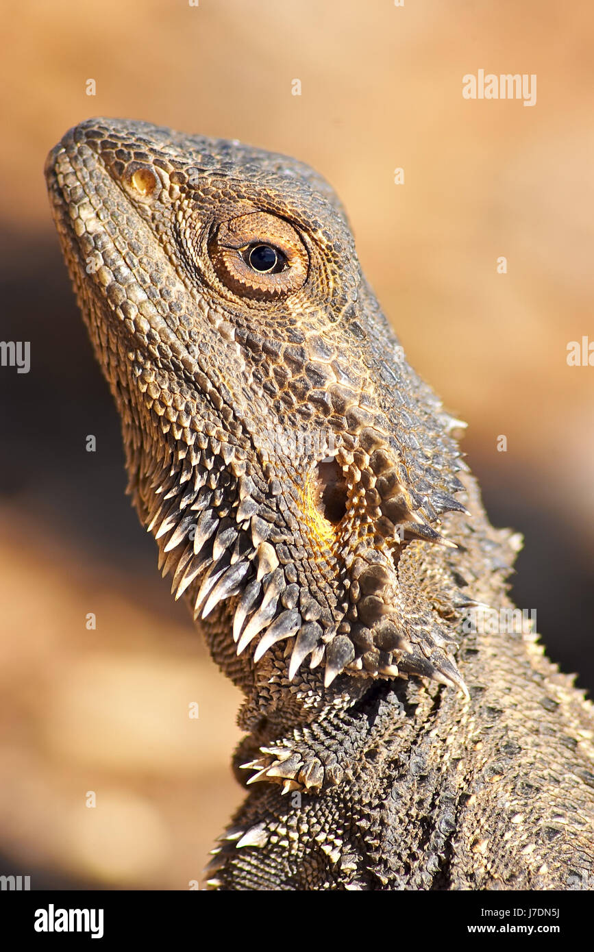 animal reptile lizard photo camera native wildlife one central warm ...