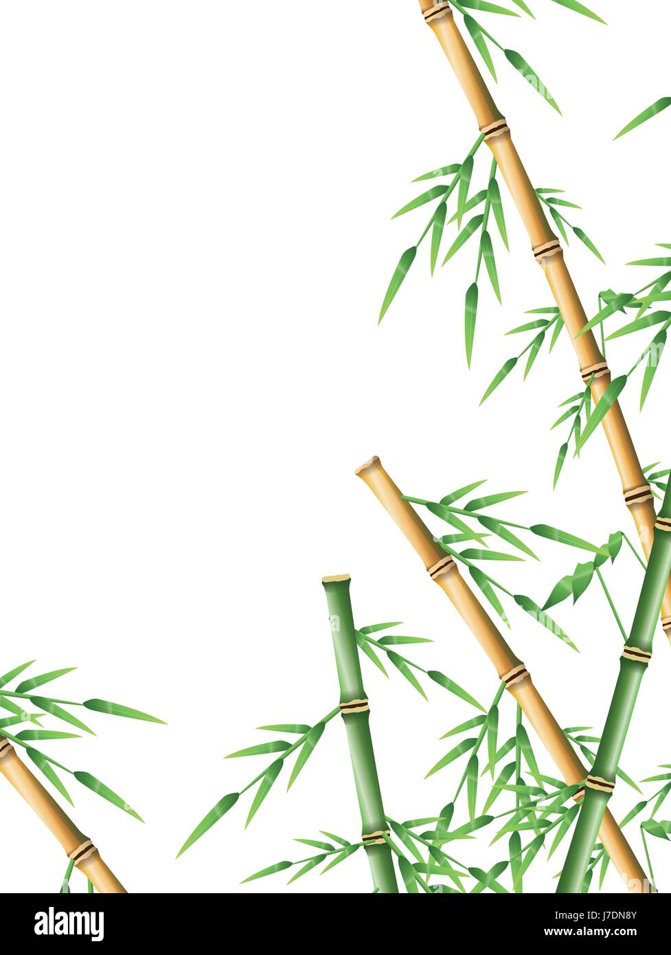 bamboo forest set. spa nature. plant tree with leaves Stock Vector ...