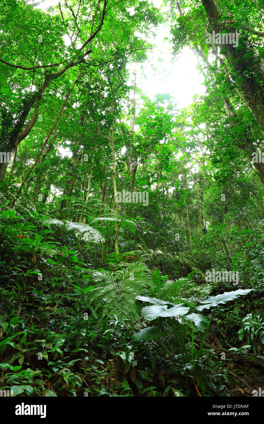 beautiful beauteously nice leaf environment enviroment tree park wood ...