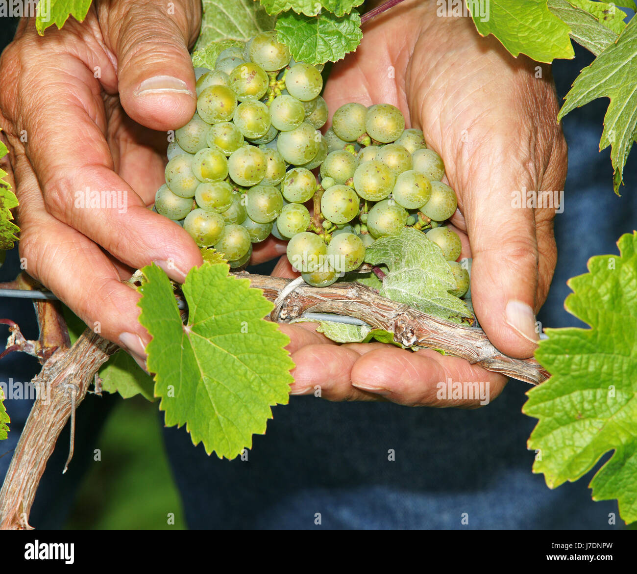grapes with hands Stock Photo - Alamy