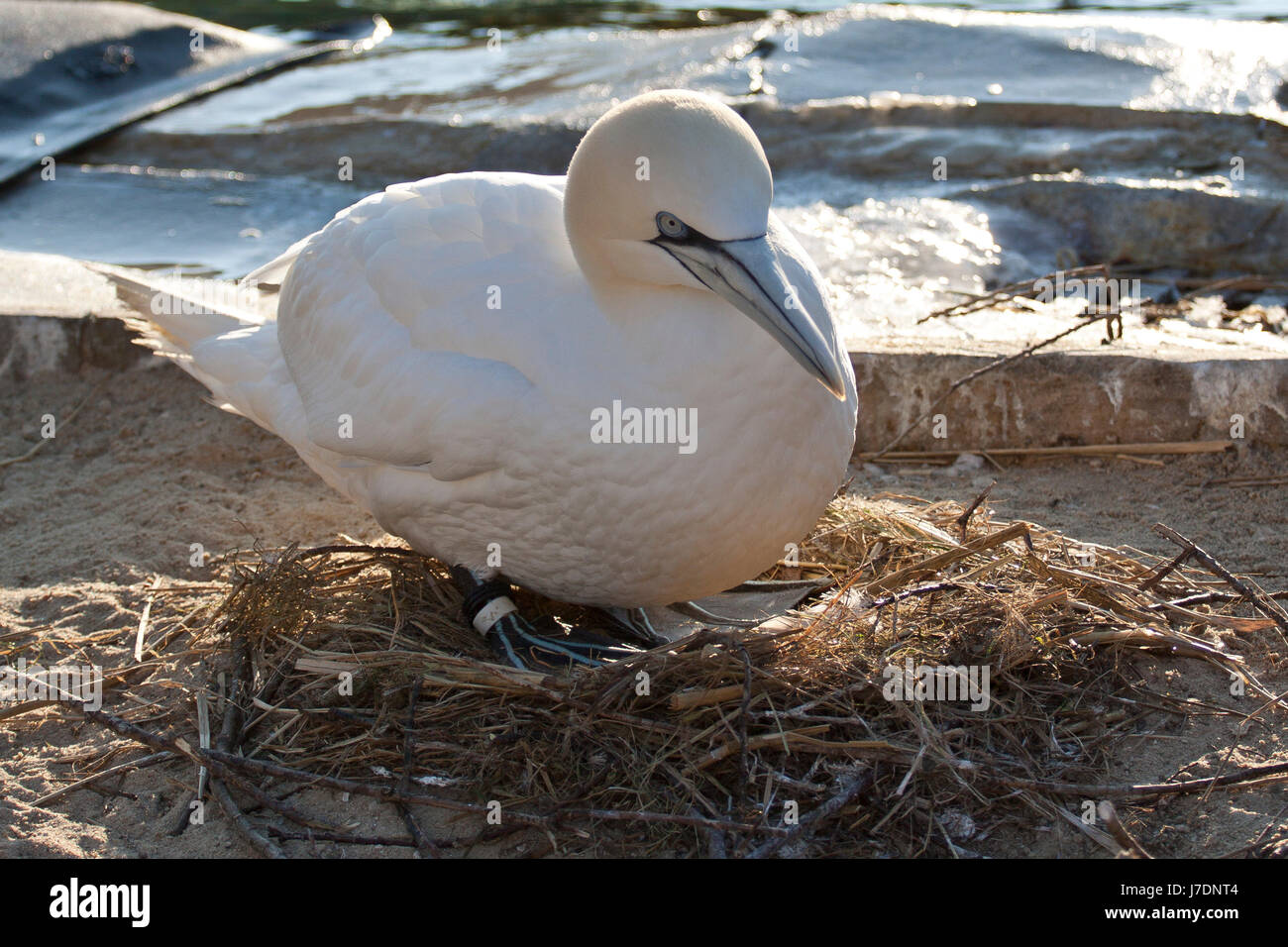 spawn bird birds nest spawn fly flies flys flying water nature ...