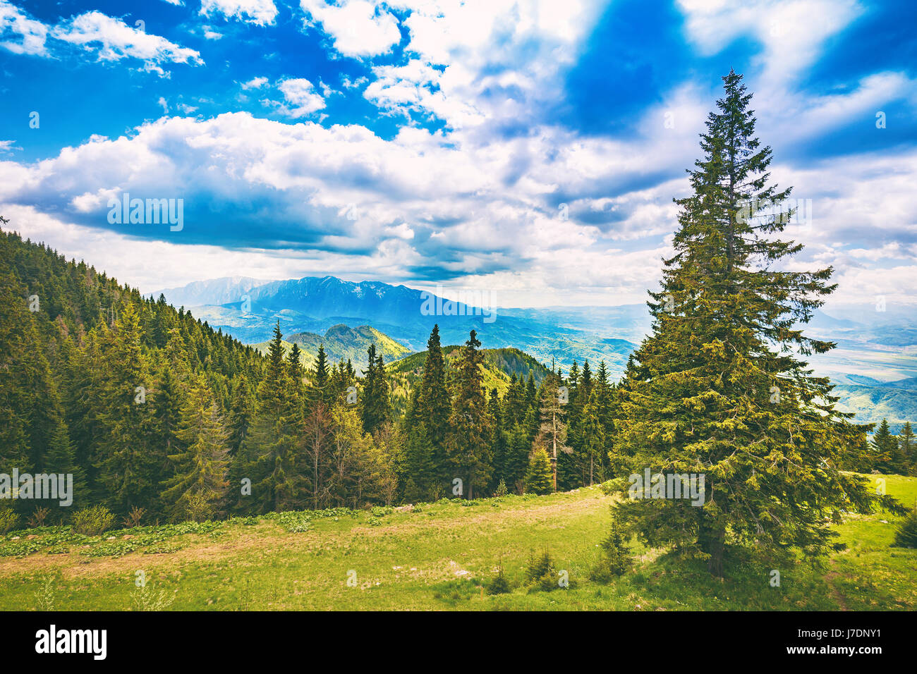 Picturesque view of the Bucegi mountains with an old pine forest in the ...