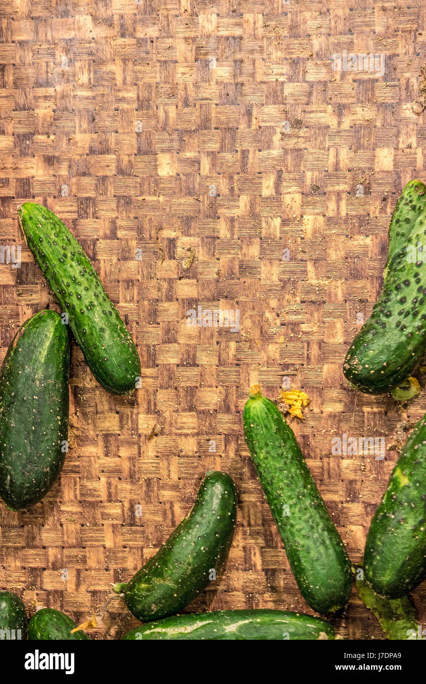 Cucumber harvest. Half Empty Basket with fresh ripe cucumbers on bottom ...