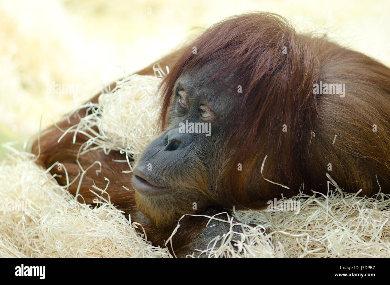 animal monkey anthropoid animal mammal snug monkey zoo radio silence ...