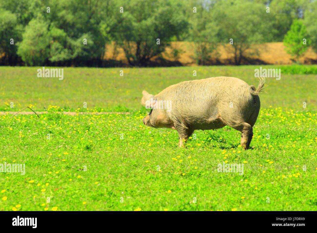 Pig running hi-res stock photography and images - Alamy