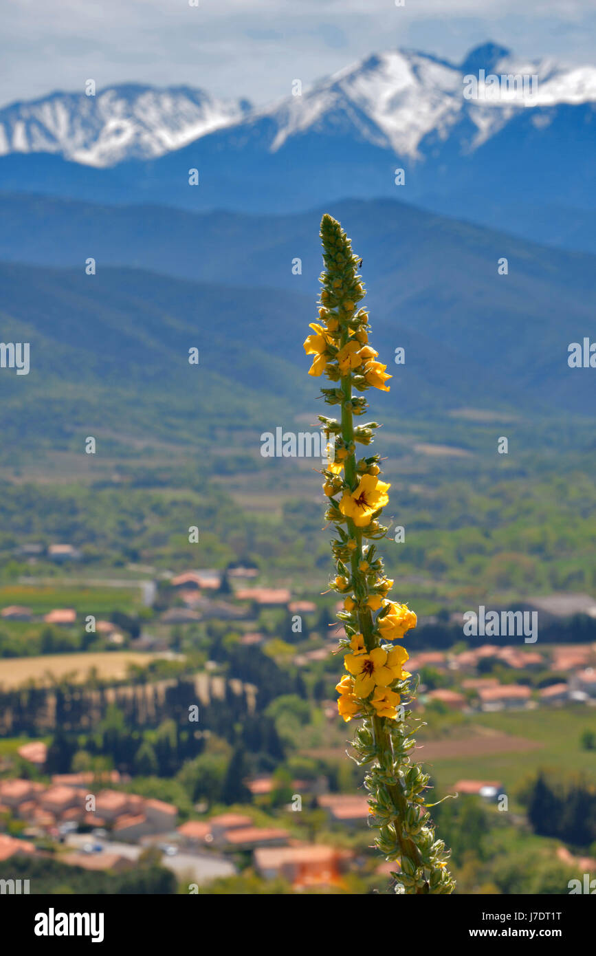Alpine flower in the south of France, with the Catalan Mount Canigou in ...