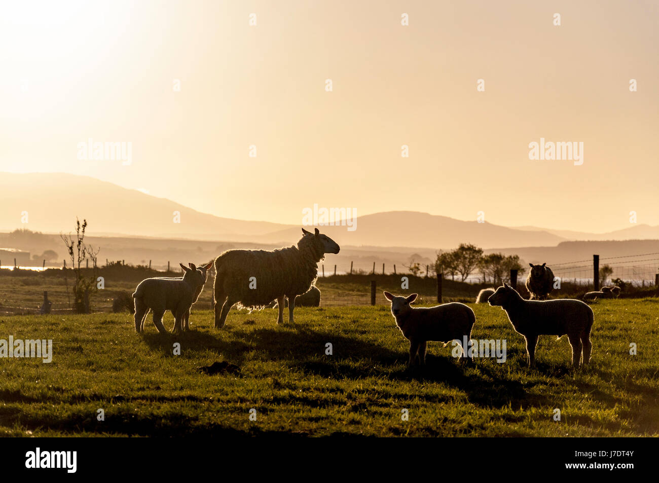 Northern ireland farm border hi-res stock photography and images - Alamy