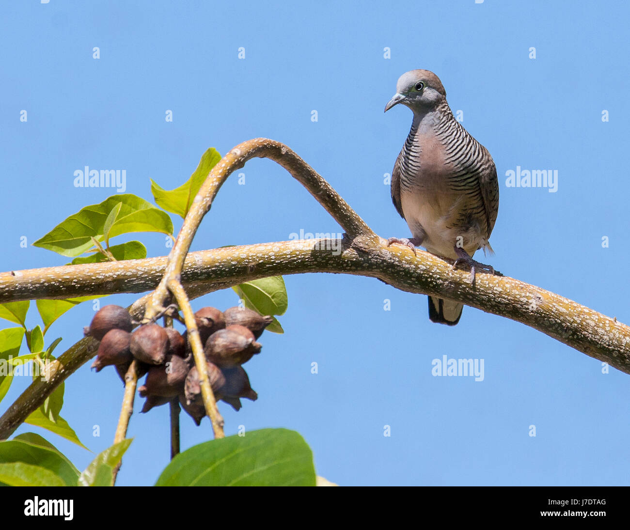 Zebra Doves High Resolution Stock Photography and Images - Alamy