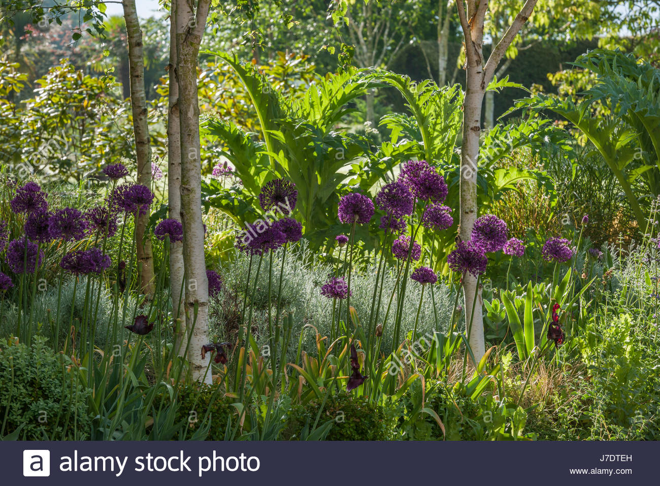 Boxwood Borders Stock Photos & Boxwood Borders Stock Images - Alamy