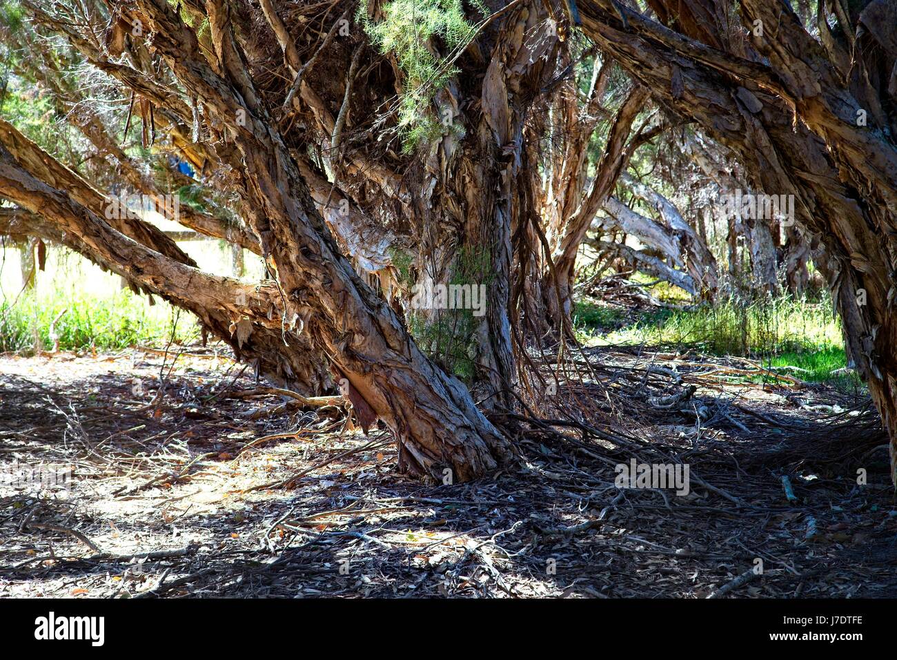 Herdsman Paperbark Trees Perth Stock Photo - Alamy