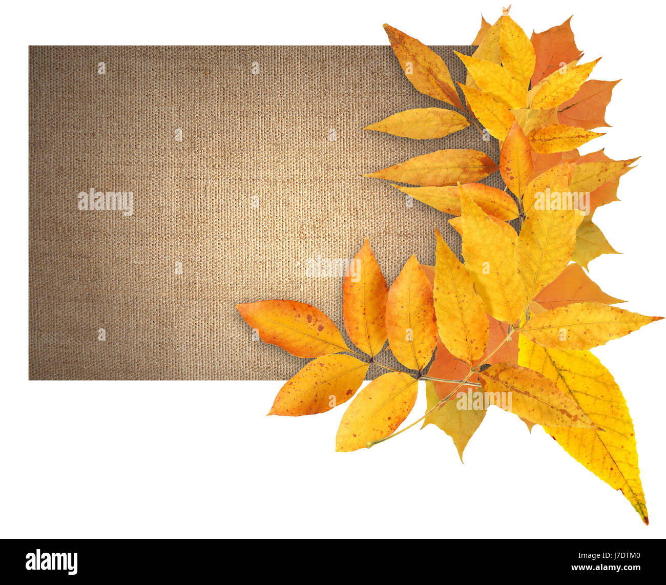 Daisy border no background Cut Out Stock Images & Pictures - Alamy