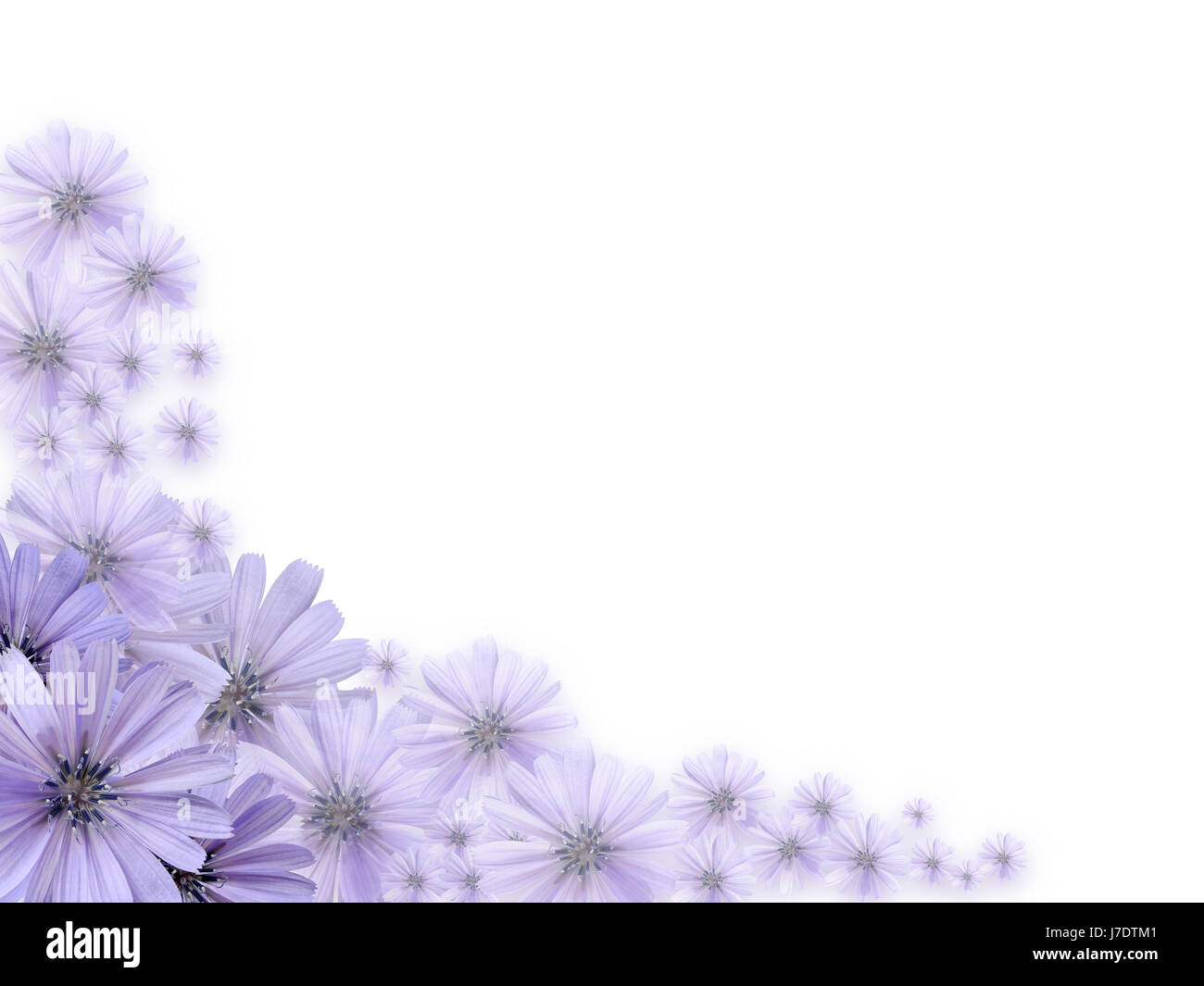 Nice border made from beautiful violet daisy flowers Stock Photo - Alamy