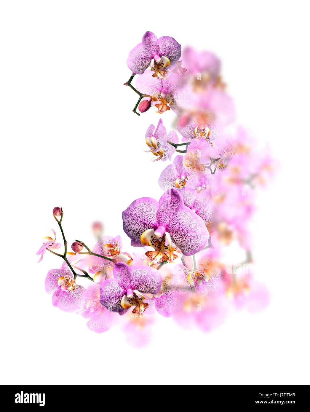 Nice border made from beautiful purple orchid flowers Stock Photo - Alamy