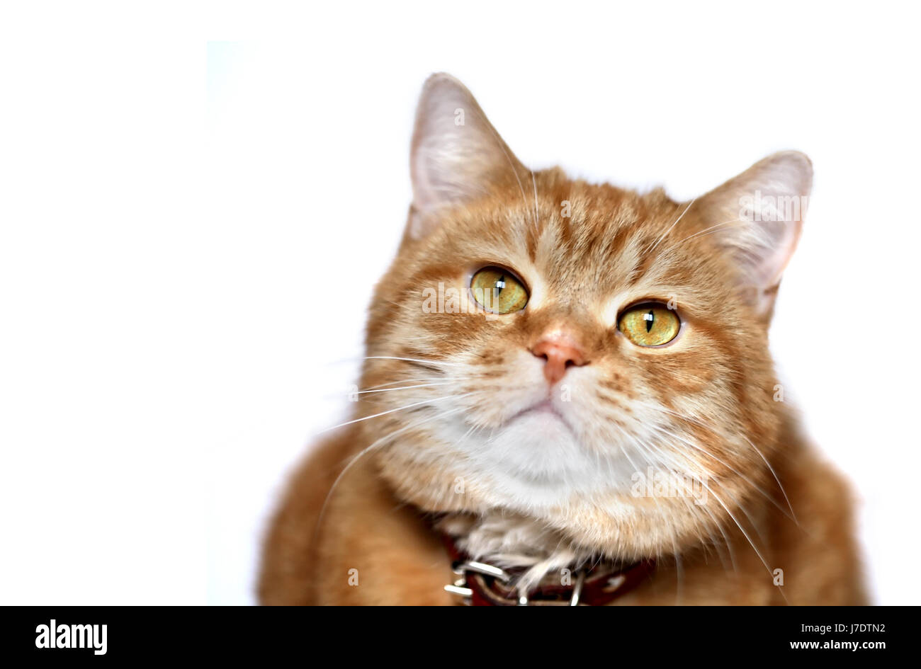 Ordinary domestic ginger cat closeup on white background Stock Photo ...