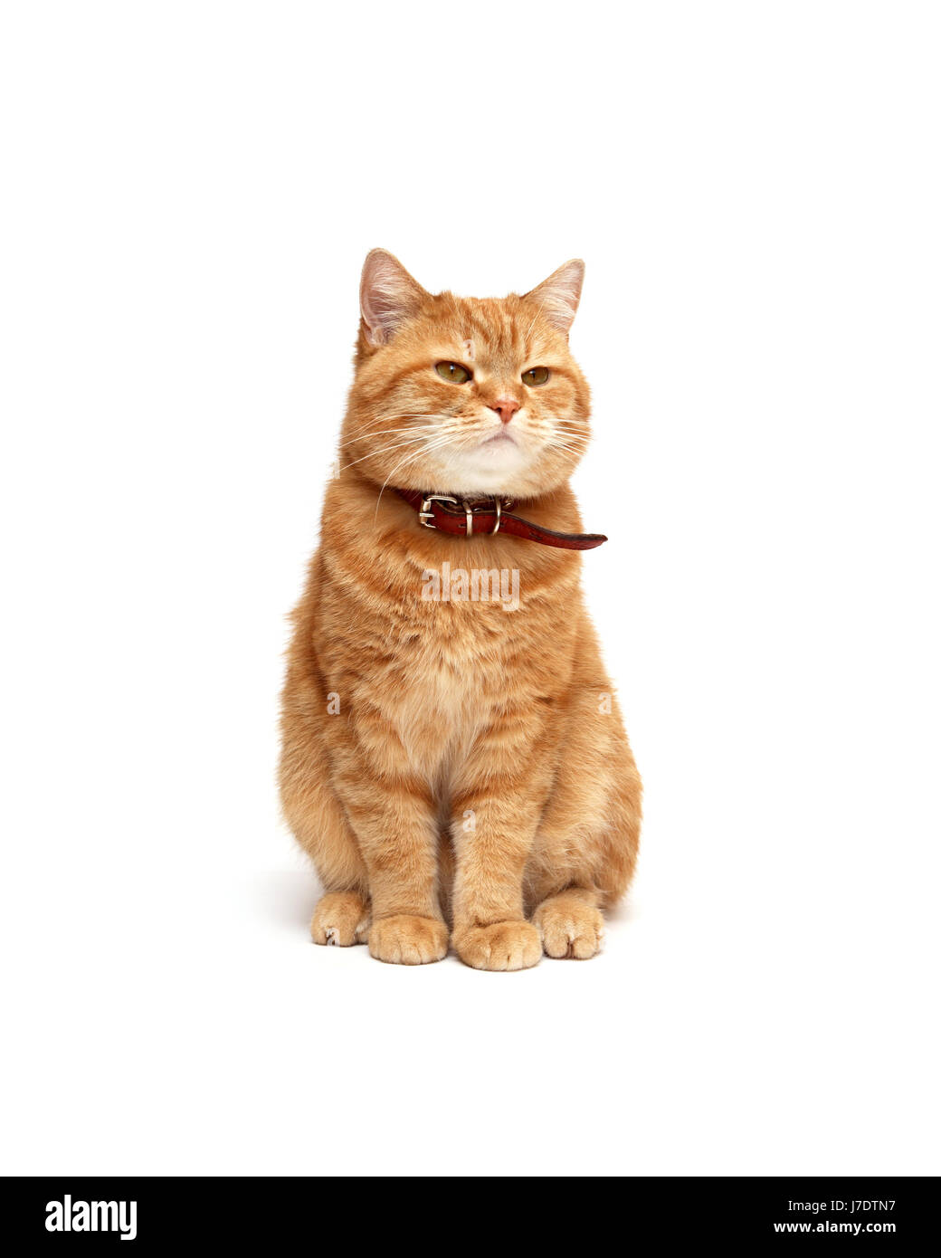 Closeup cute ginger cat Cut Out Stock Images & Pictures - Alamy