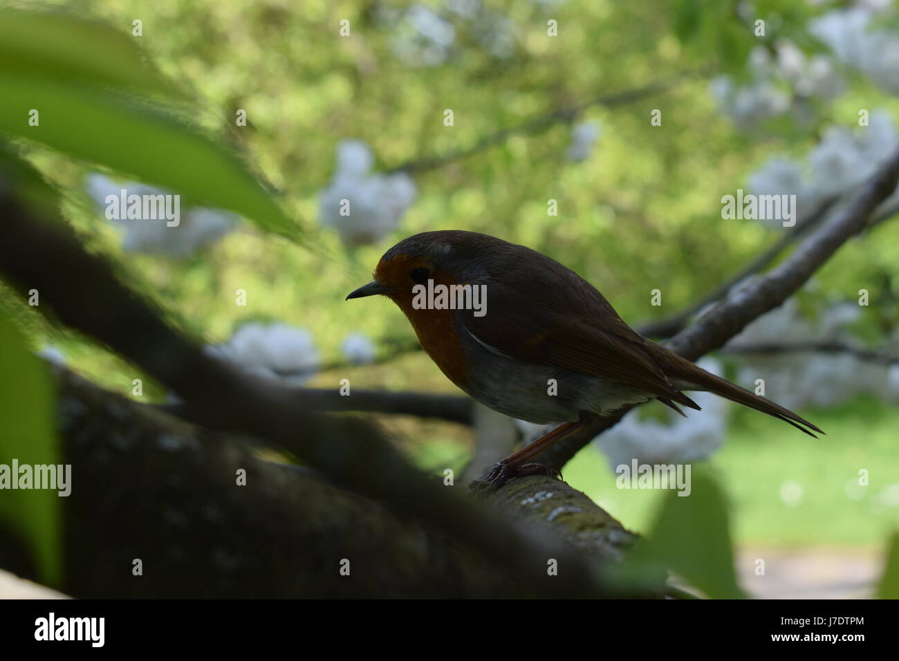 A small bird on cherry tree Stock Photo - Alamy