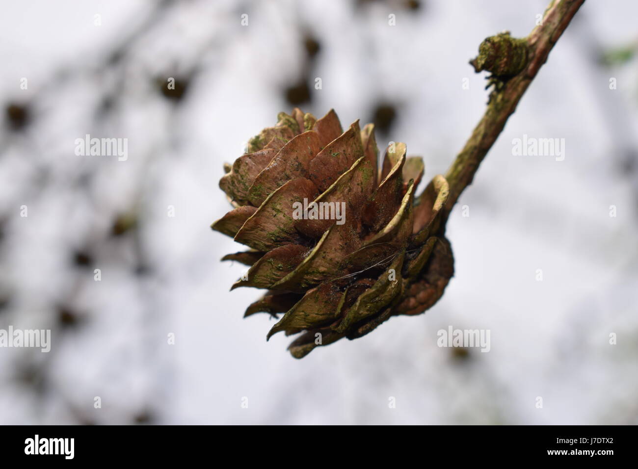 A single cone Stock Photo - Alamy
