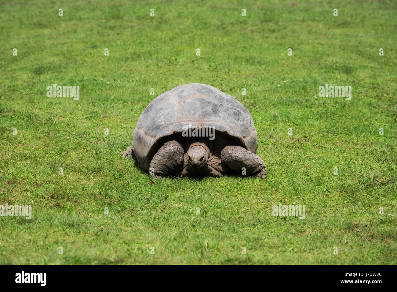 Land Turtle High Resolution Stock Photography and Images - Alamy