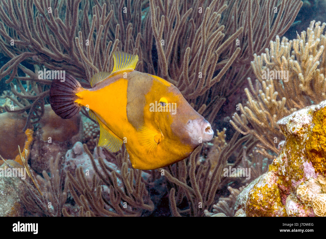 Cantherhines macrocerus, commonly known as the whitespotted filefish or ...