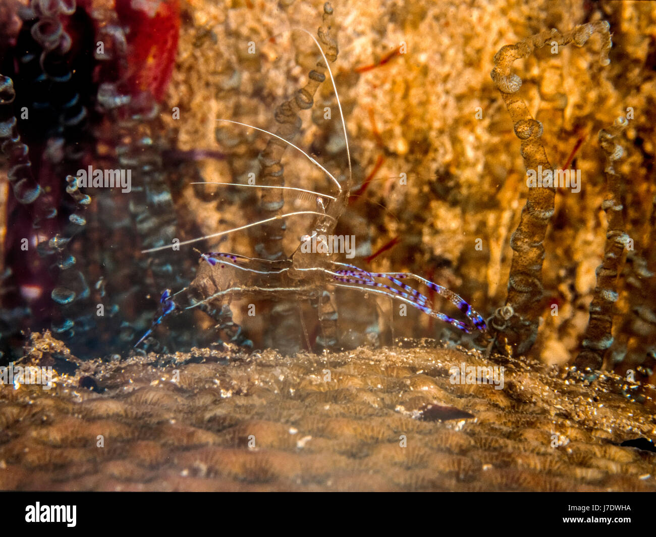 Ancylomenes pedersoni,Pederson's shrimp, is a species of cleaner shrimp ...