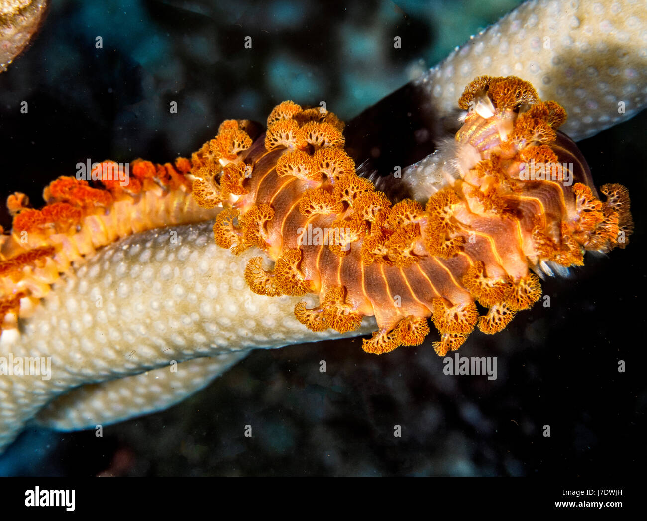 bearded fireworm,Hermodice carunculata is a type of marine bristleworm ...