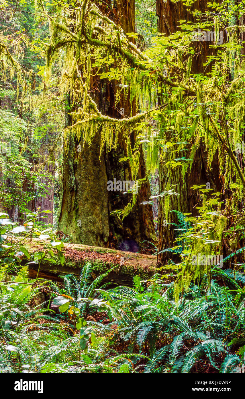 Smith River National Recreation Area is located northwestern California ...