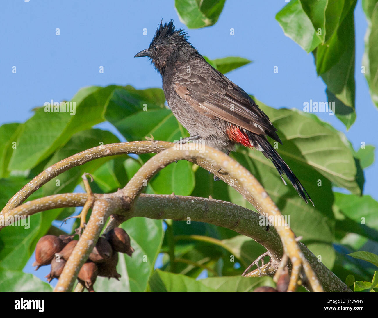 Adult bulbul hi-res stock photography and images - Alamy