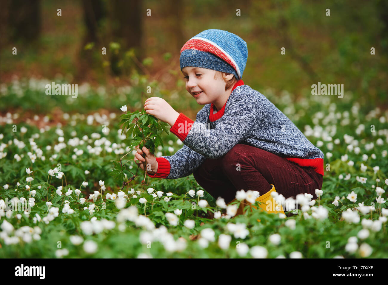 little boy in spring forest with many flowers Stock Photo - Alamy