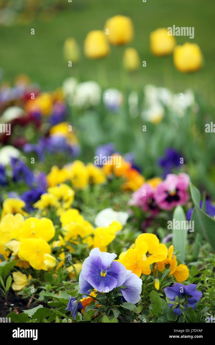 Pansy flower garden hi-res stock photography and images - Alamy