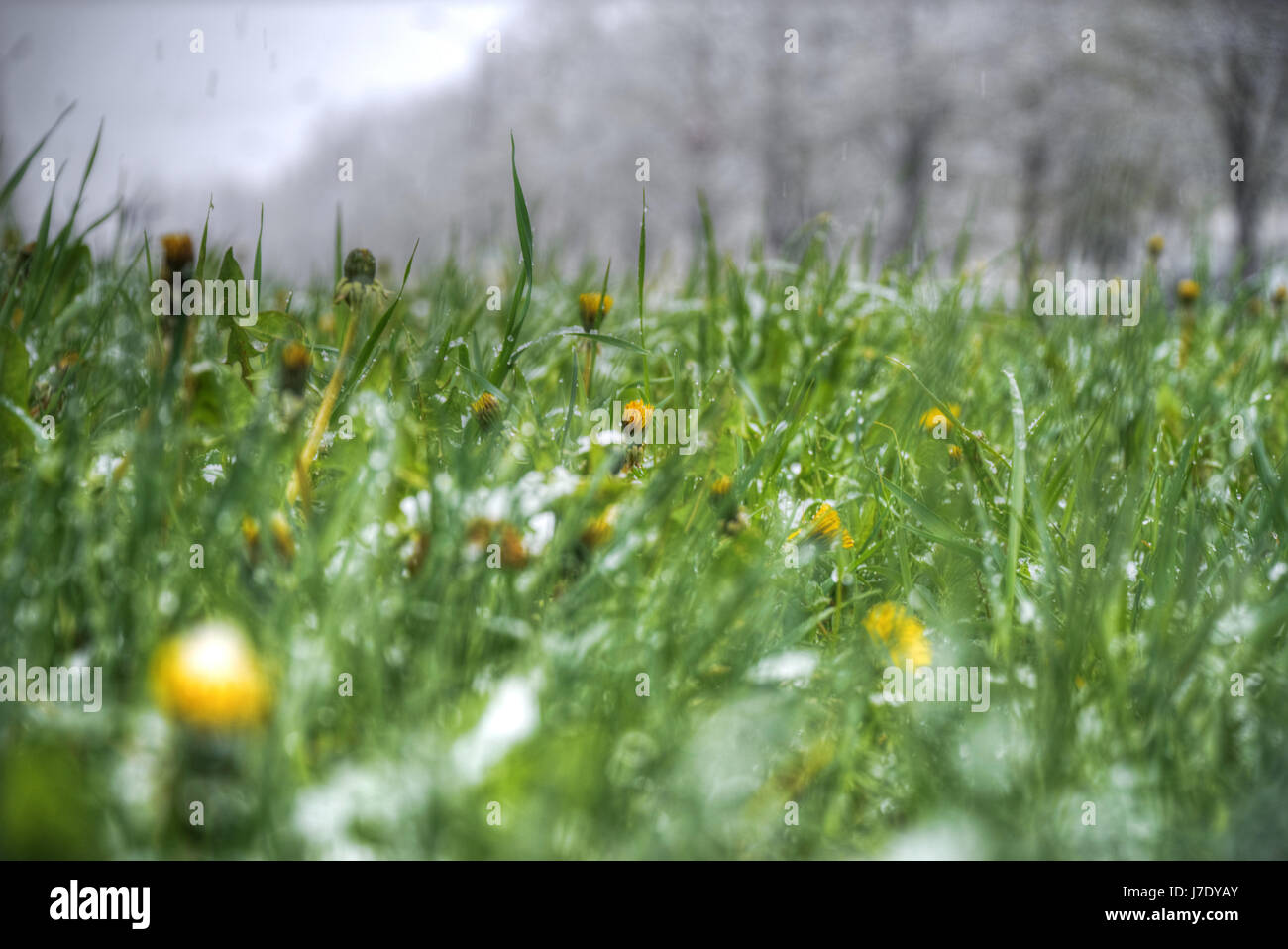 Snow goes in the summer. Abnormal weather. changing of the climate ...