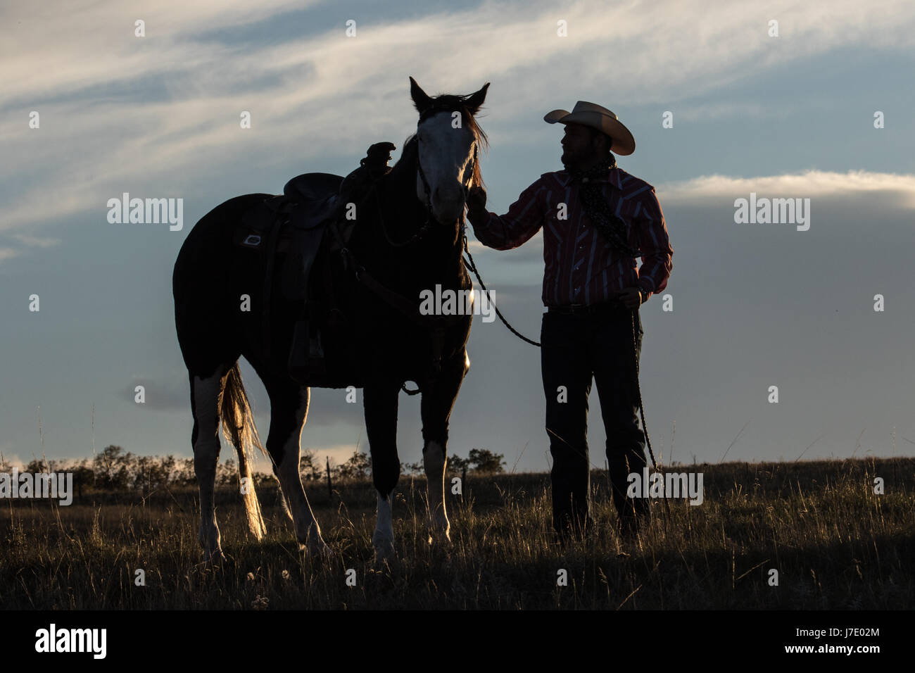 Silhouette cowboy cattle hi-res stock photography and images - Alamy