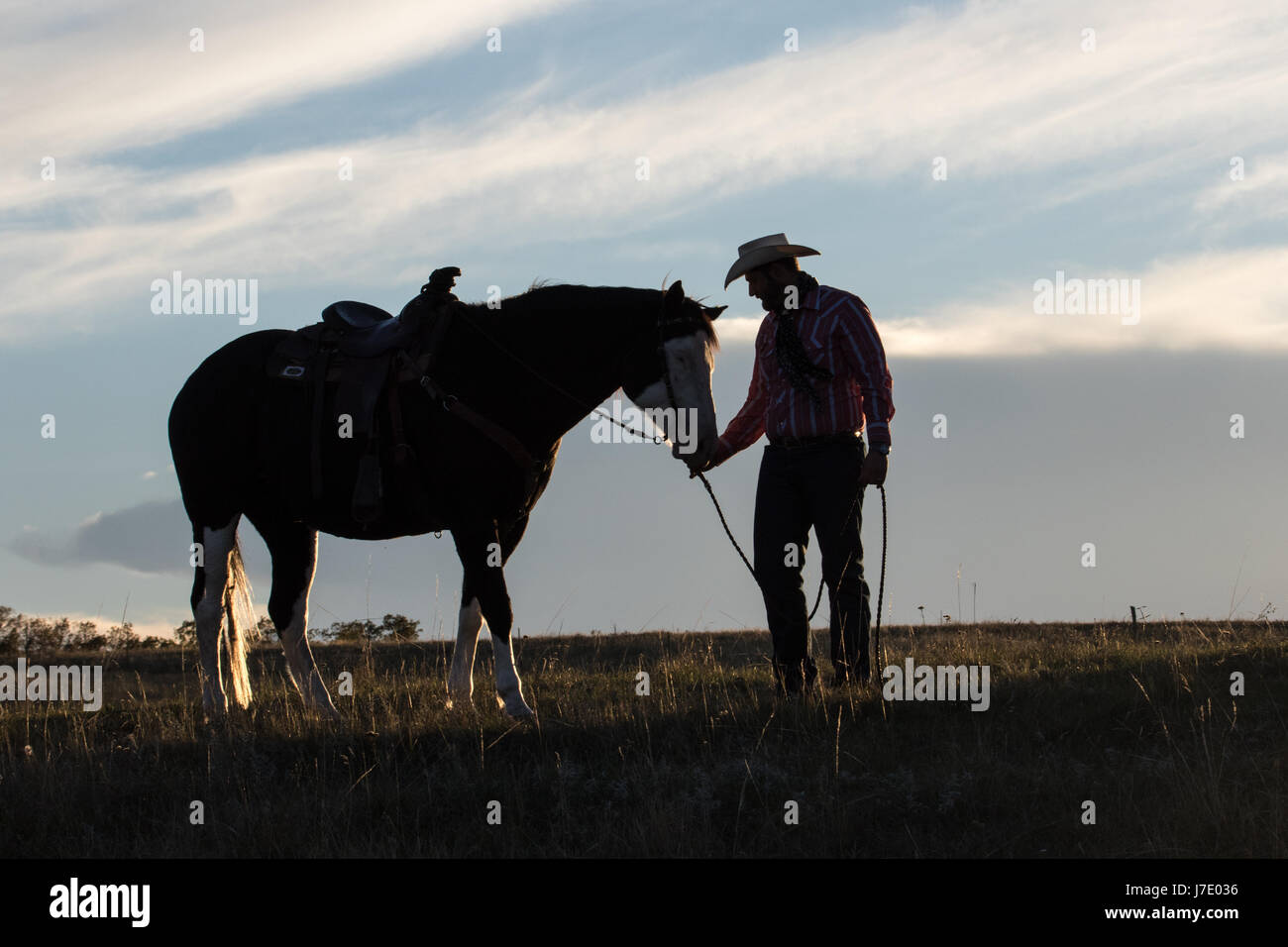 Leading horse silhouette hi-res stock photography and images - Alamy