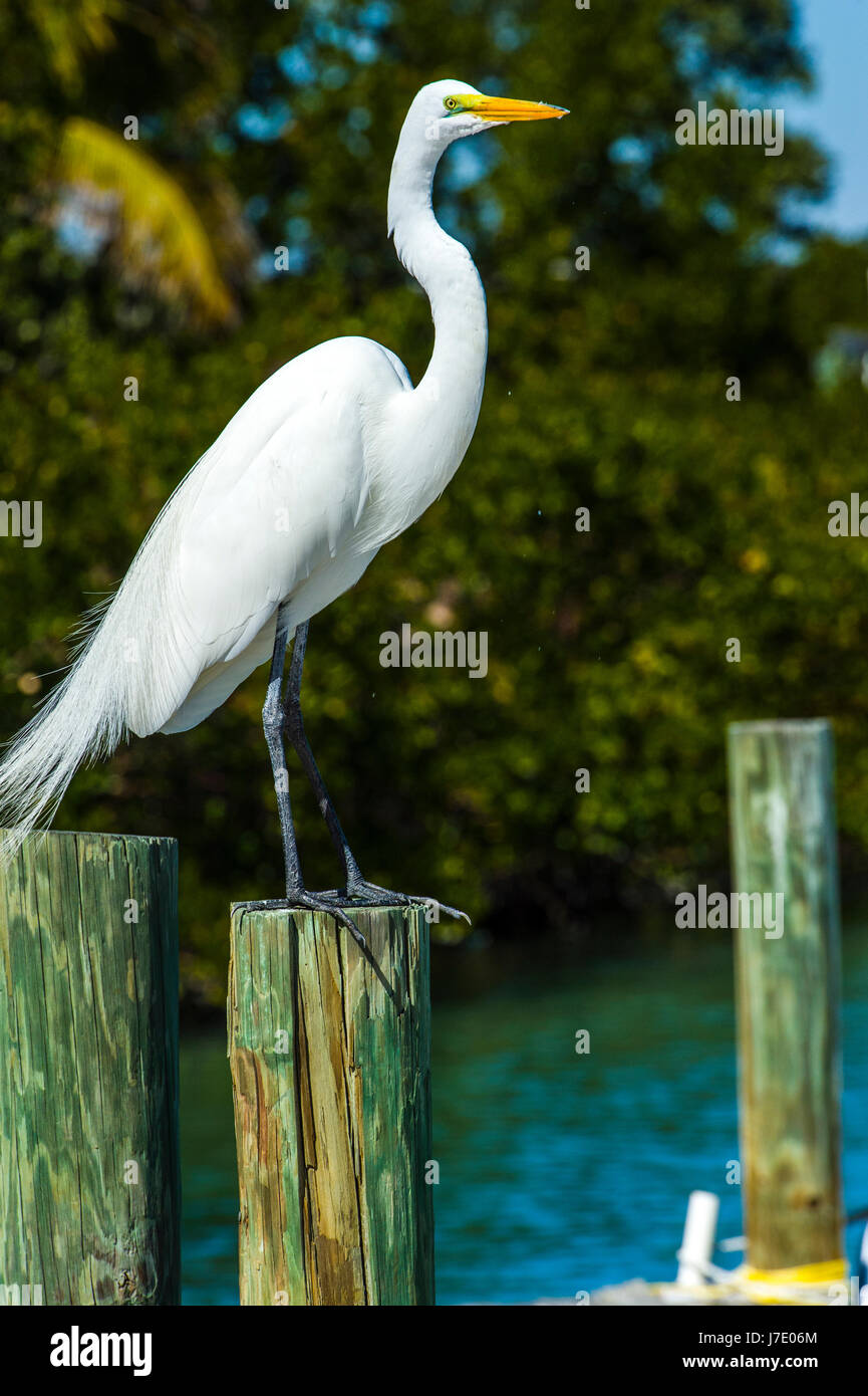 Ardea alba mangrove hi-res stock photography and images - Alamy