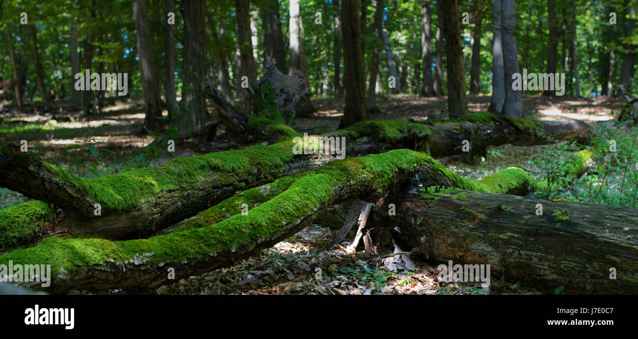 Virgin forest hi-res stock photography and images - Alamy
